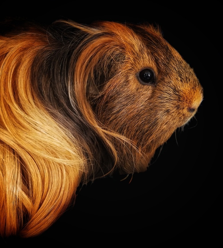 Staff – Tails on the Rails LLC