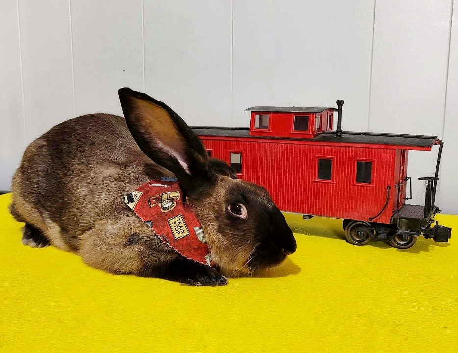 The Importance of Having Your Rabbit Groomed – Tails on the Rails LLC